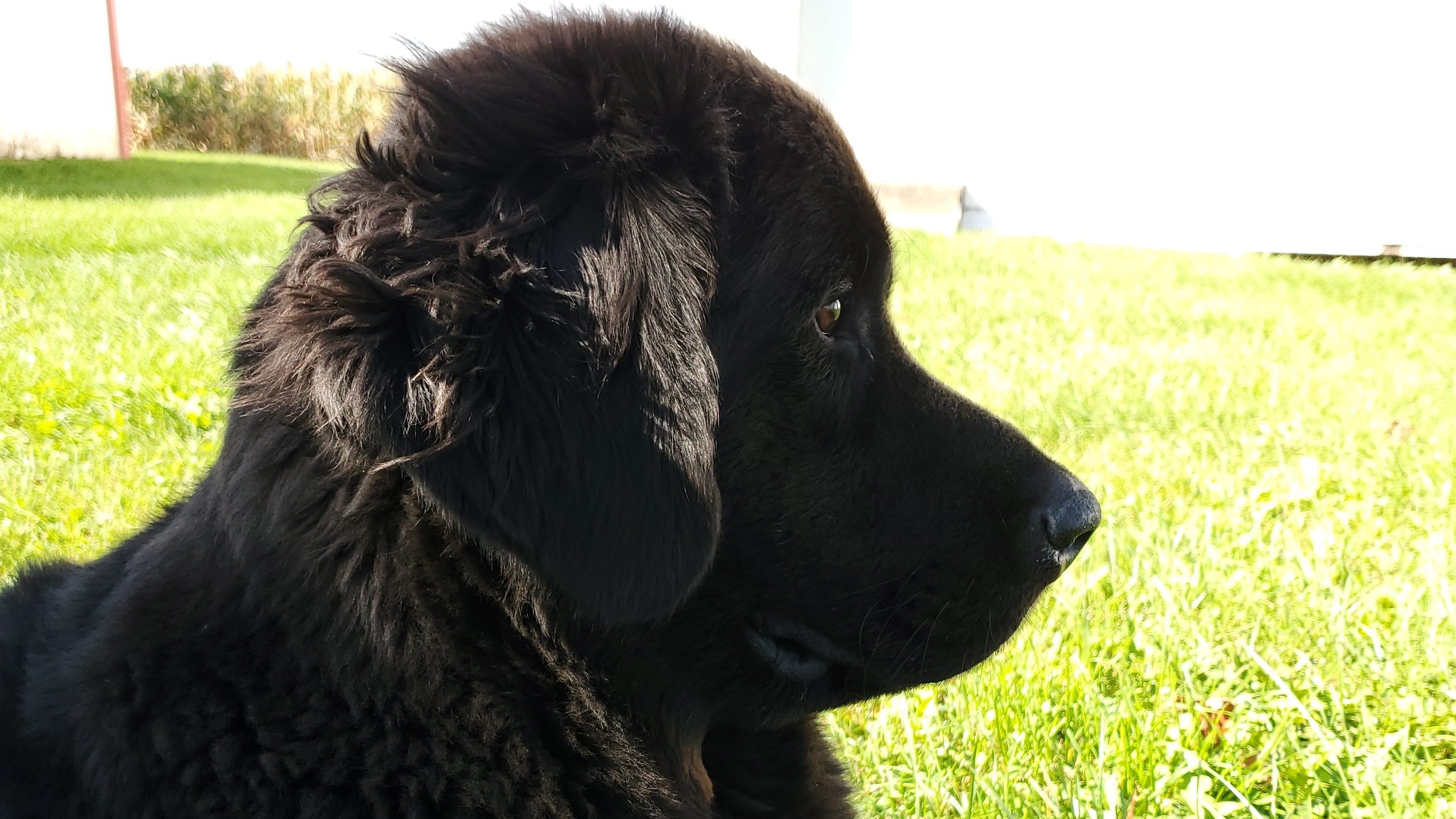 Pet Food – Countryside Feed
